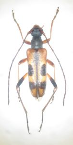 Pidoniaものがたり